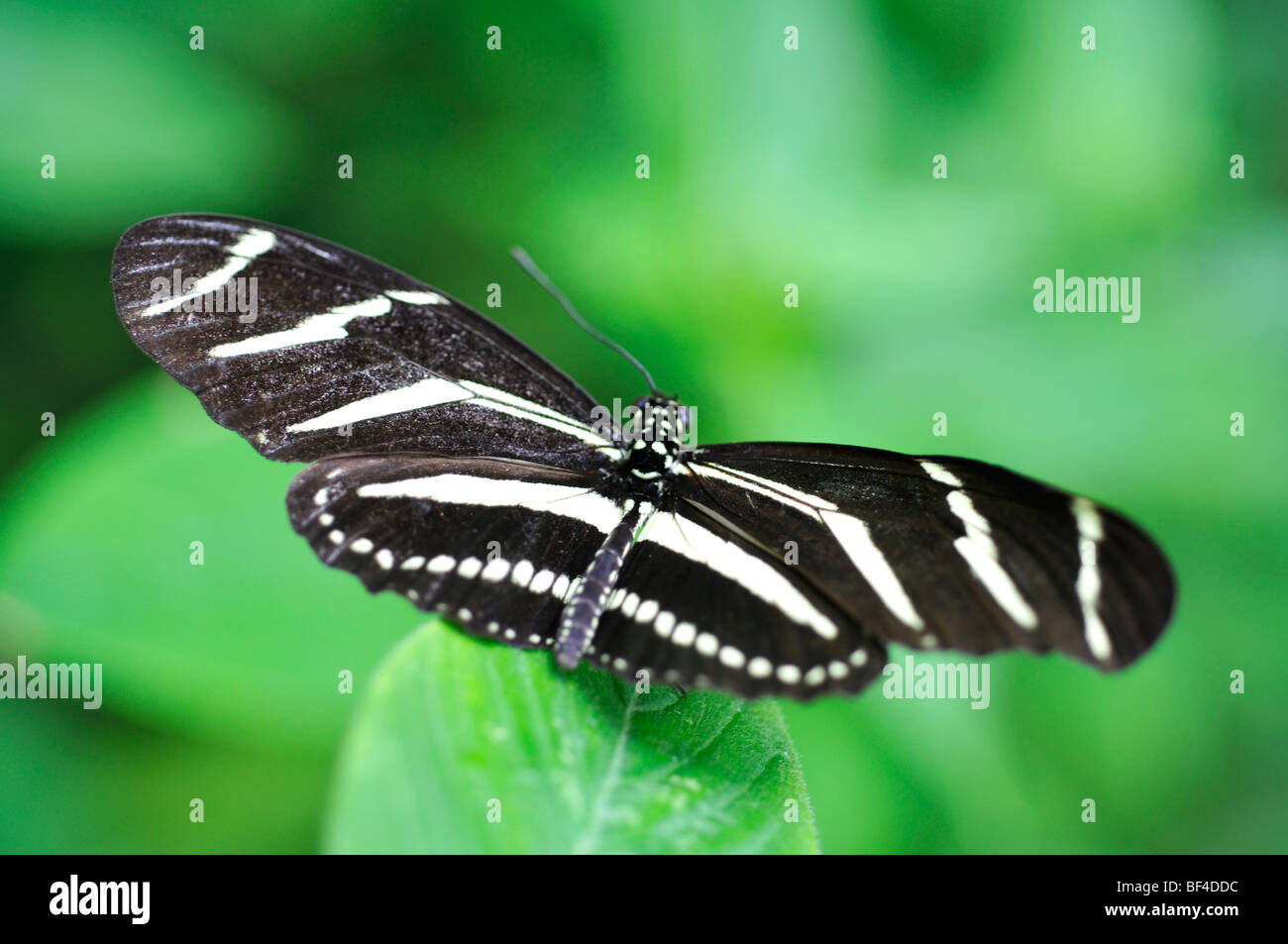 Zebra Longwing (Heliconius charithonia), aka Zebra Longwing Heliconius ...