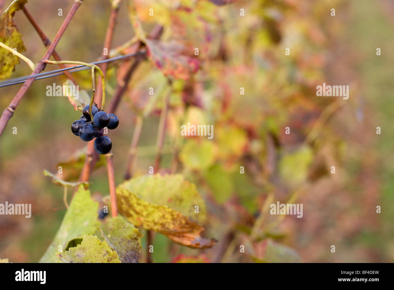Grape vines after harvesting Black Forest Germany Stock Photo - Alamy