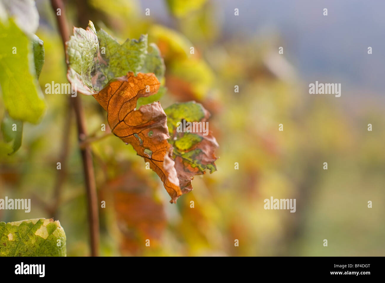 Grape vines after harvesting Black Forest Germany Stock Photo - Alamy
