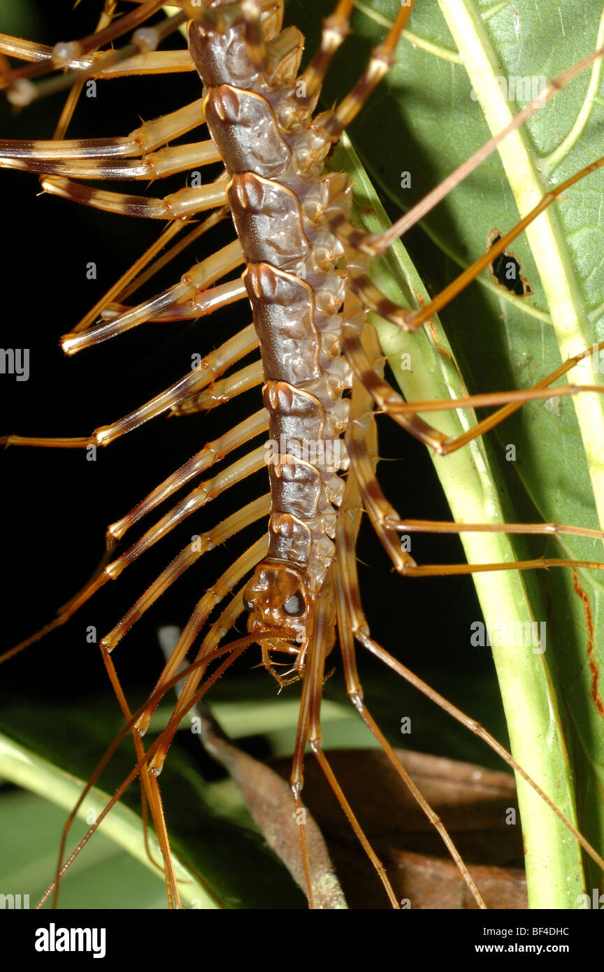 Giant long-legged centipede in the primary rainforest of Sandakan Sabah ...