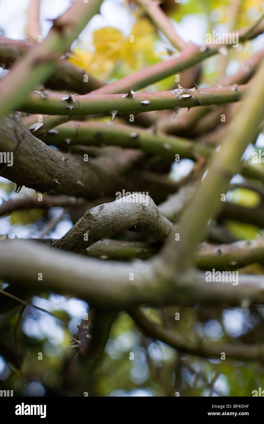 Stem of a large rose bush Stock Photo - Alamy