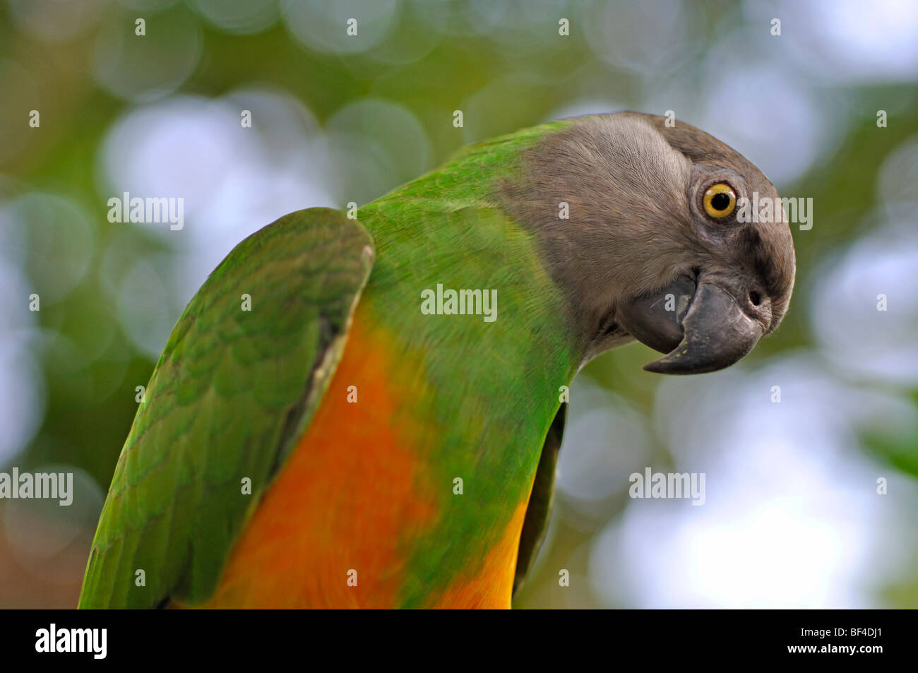 Senegal Parrot (Poicephalus senegalus Stock Photo - Alamy Senegal Parrot (Poicephalus senegalus Stock Photo - Alamy