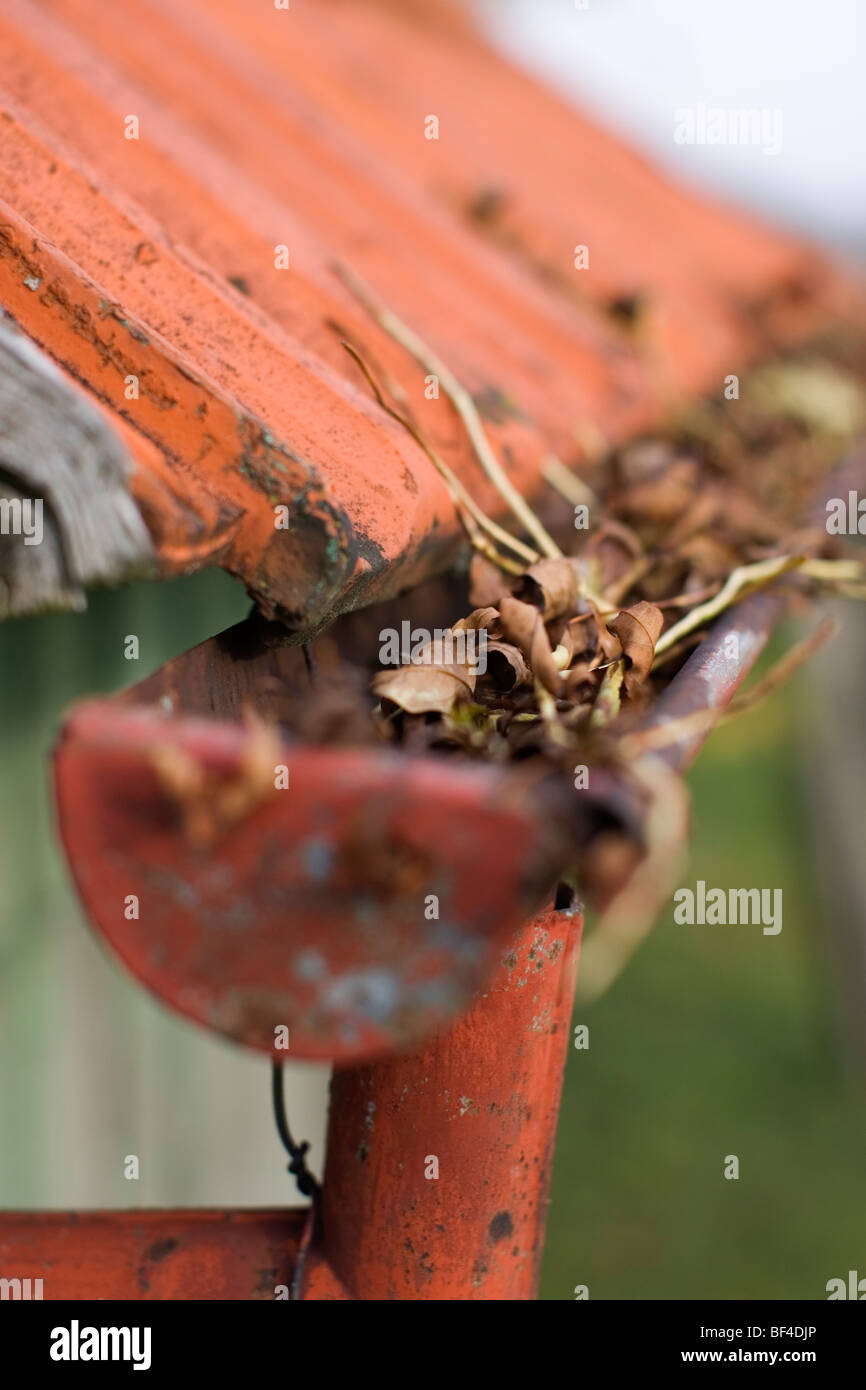 Rain gutter filled with leaves Stock Photo - Alamy