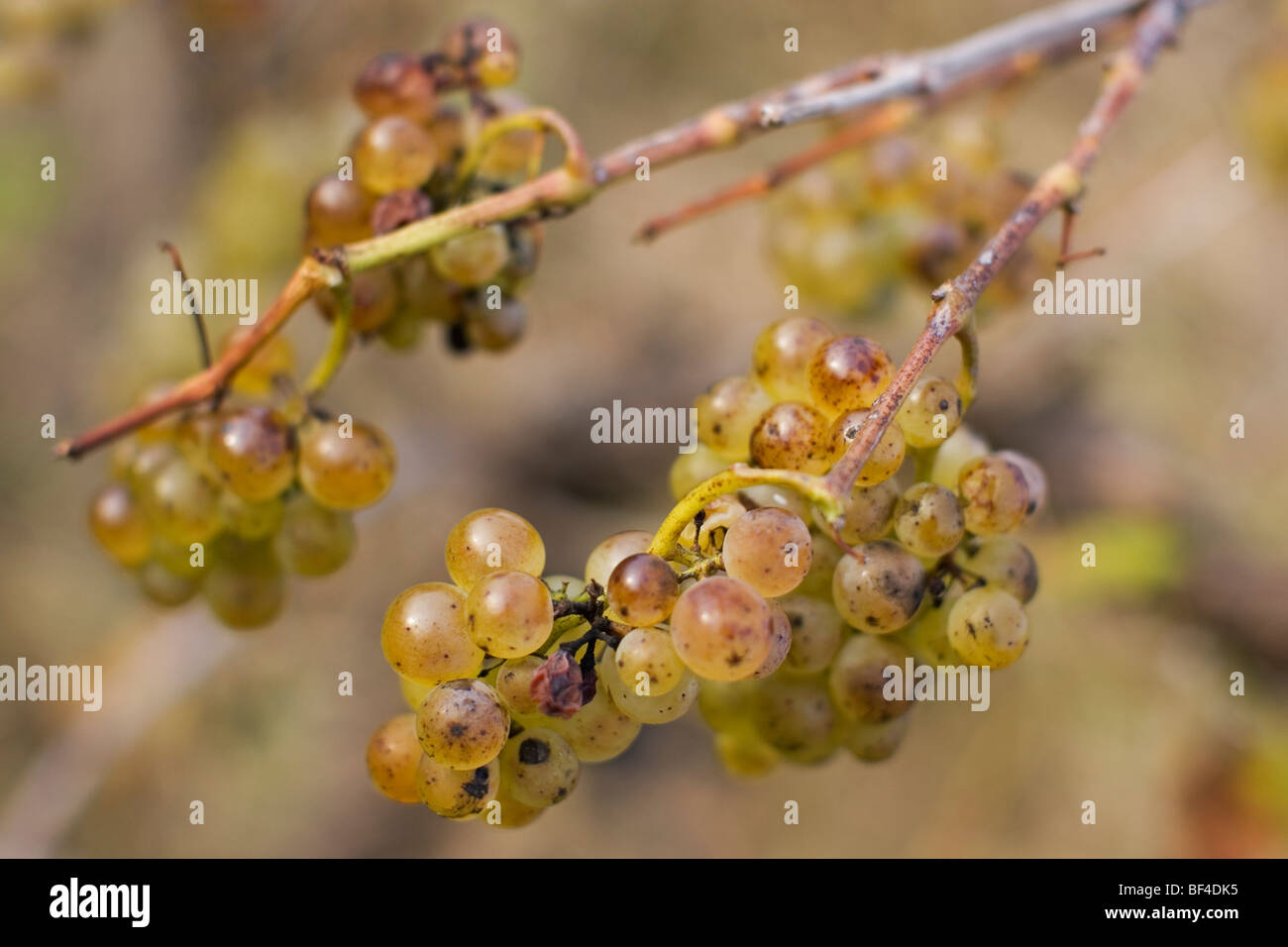 Grape vines after harvesting Black Forest Germany Stock Photo - Alamy