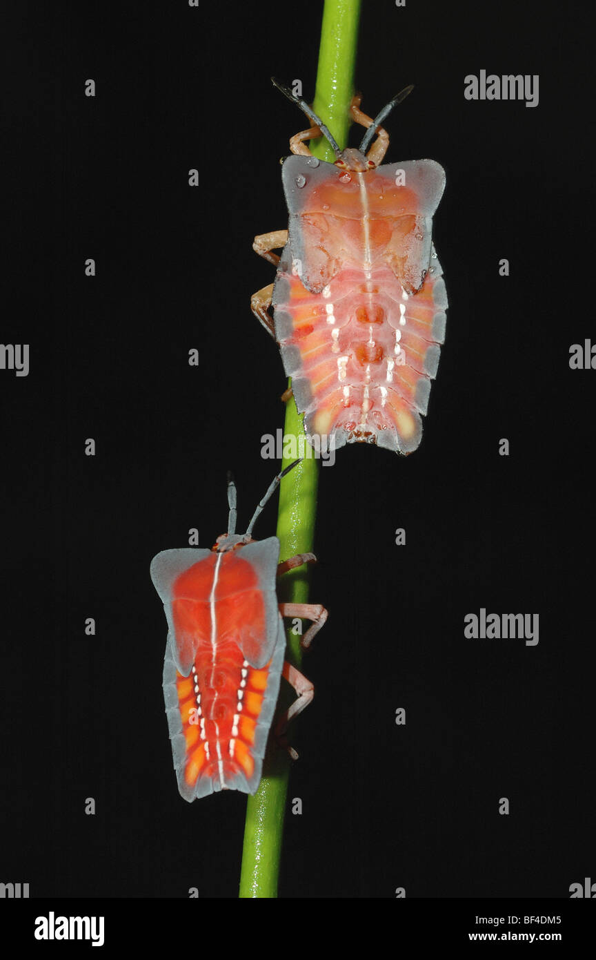 A pair of red shield bugs (Hemiptera)in the monsoon rainforest of Kaeng ...