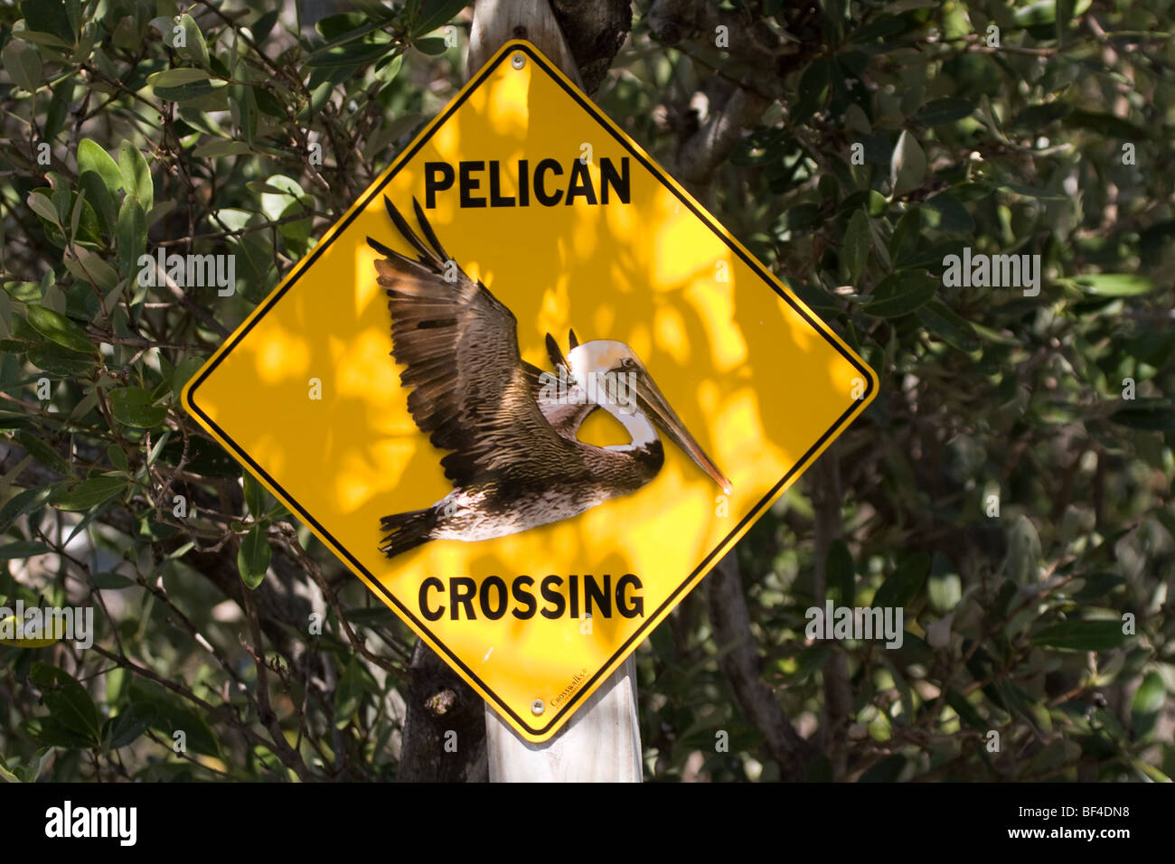 Pelican Crossing road sign Stock Photo - Alamy