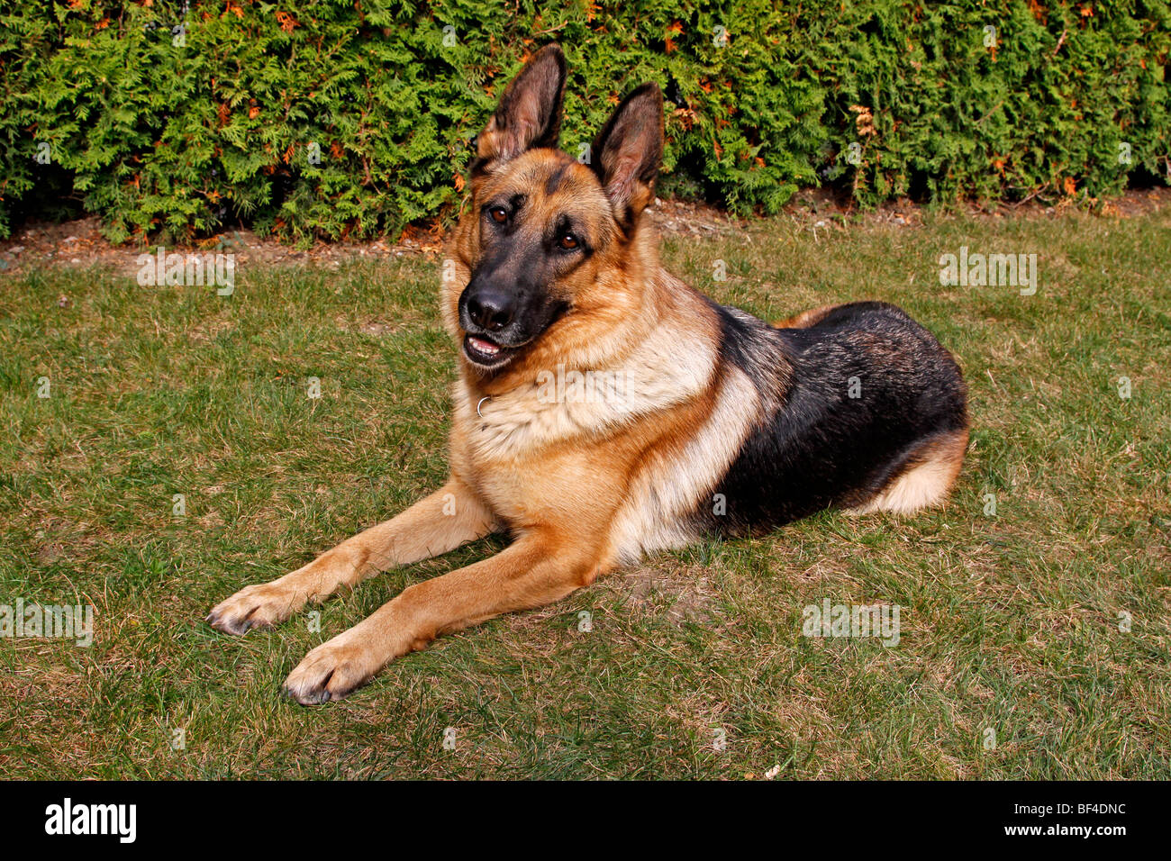 German Shepherd Dog Stock Photo - Alamy