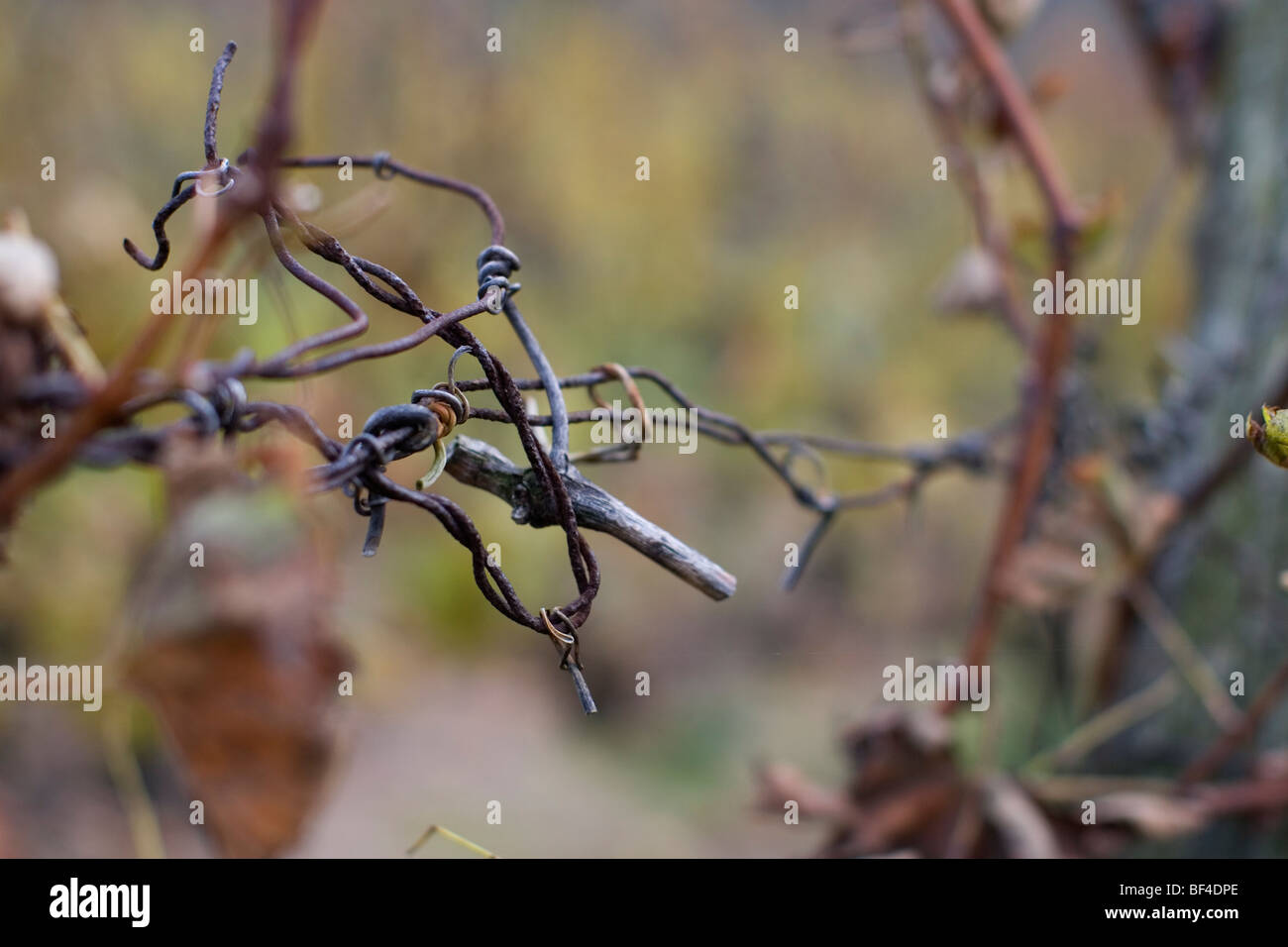 Grape black rot hi-res stock photography and images - Alamy