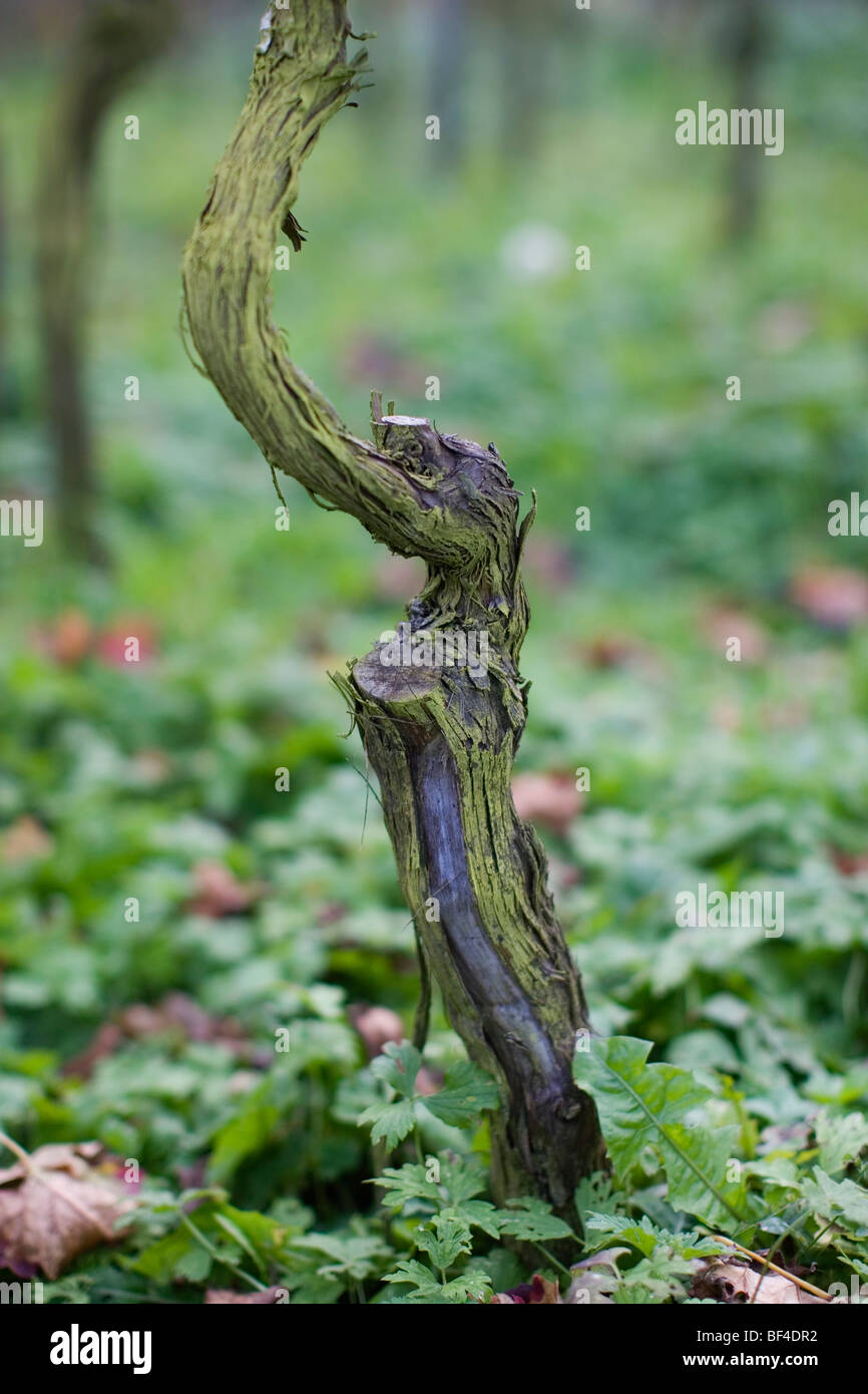 Grape black rot hi-res stock photography and images - Alamy