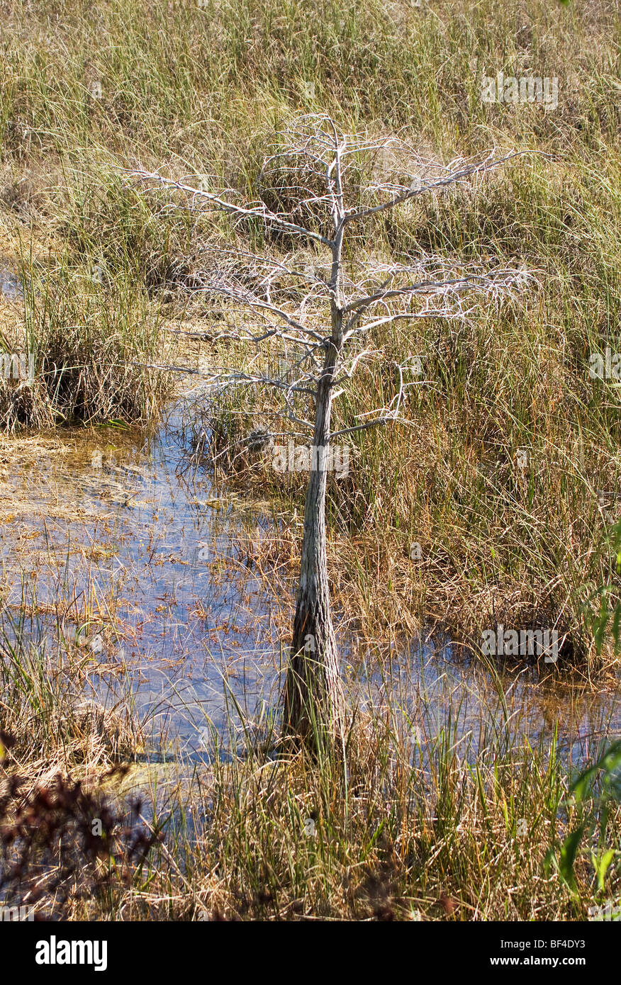 Cyprus tree hi-res stock photography and images - Alamy