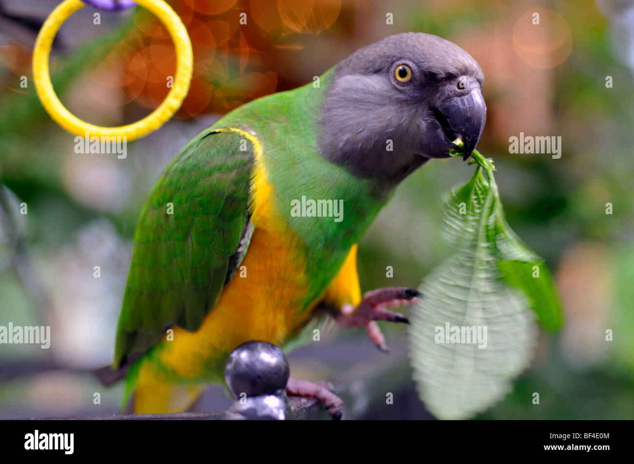 Senegal parrot hi-res stock photography and images - Alamy