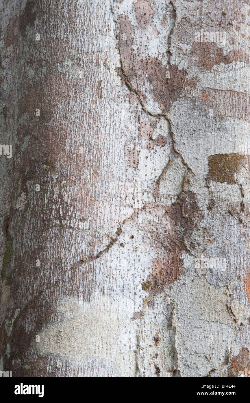 Crabwood (Carapa guianensis) close-up bark Iwokrama Rainforest Reserve ...