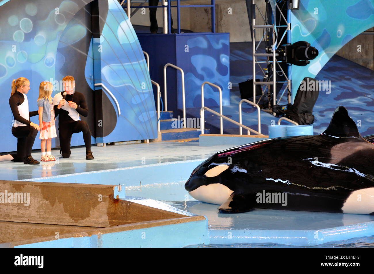 Killer whale show at SeaWorld, San Antonio, Texas - the largest ...