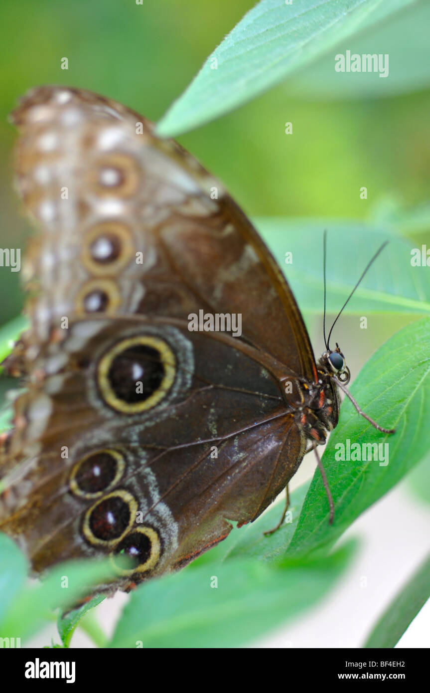 Owl butterfly (Caligo Stock Photo - Alamy