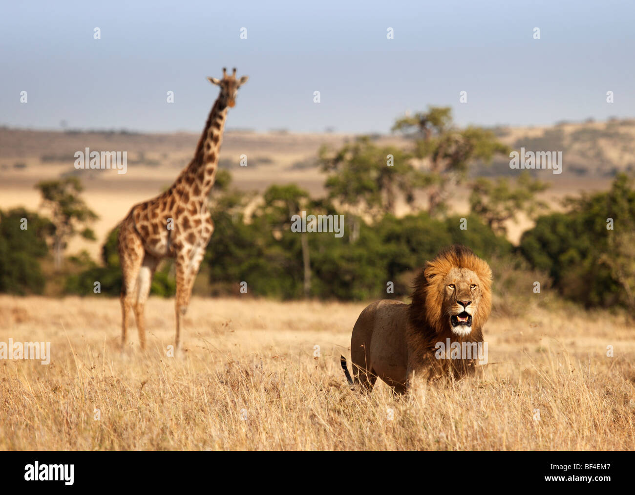Lion Hunting Giraffe