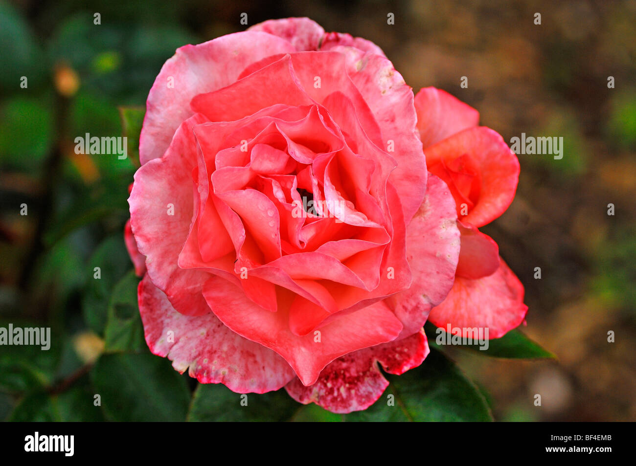 Rosa damascena hi-res stock photography and images - Alamy