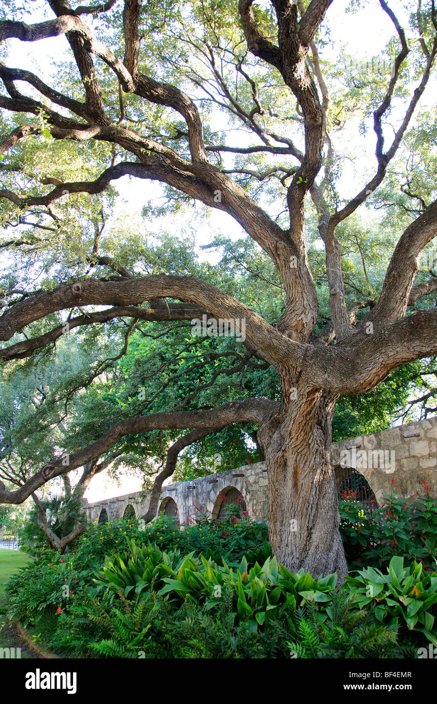 Live oak tree Stock Photo - Alamy
