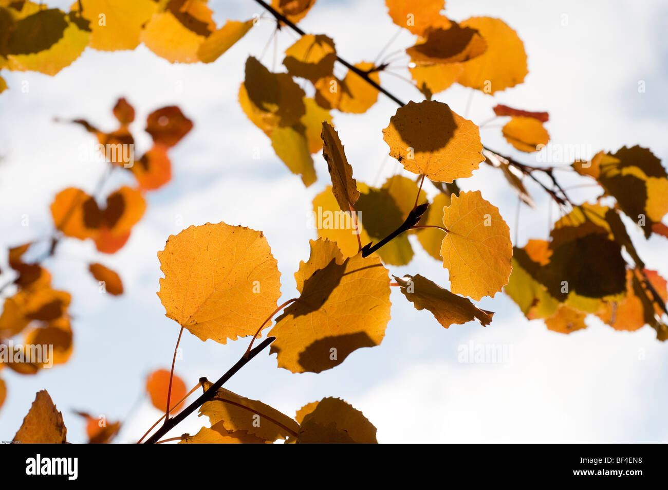 Aspen leafs hi-res stock photography and images - Alamy