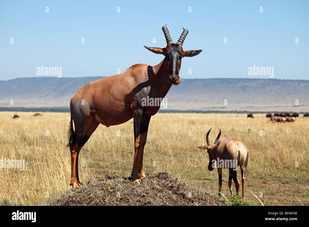 Topi Antelopes High Resolution Stock Photography and Images - Alamy