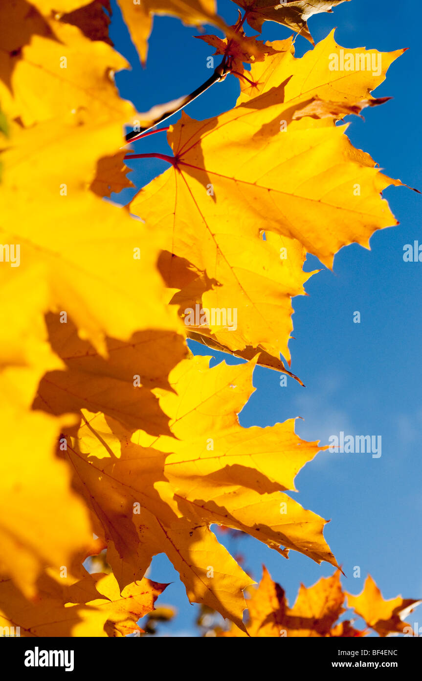 Yellow maple leafs close-up Stock Photo - Alamy