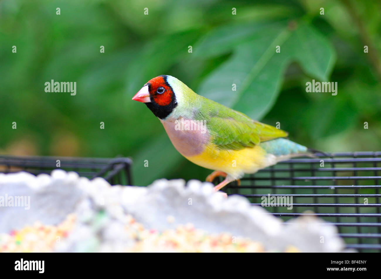 Gouldian Finch (Erythrura gouldiae, aka Chloebia gouldiae, Lady ...