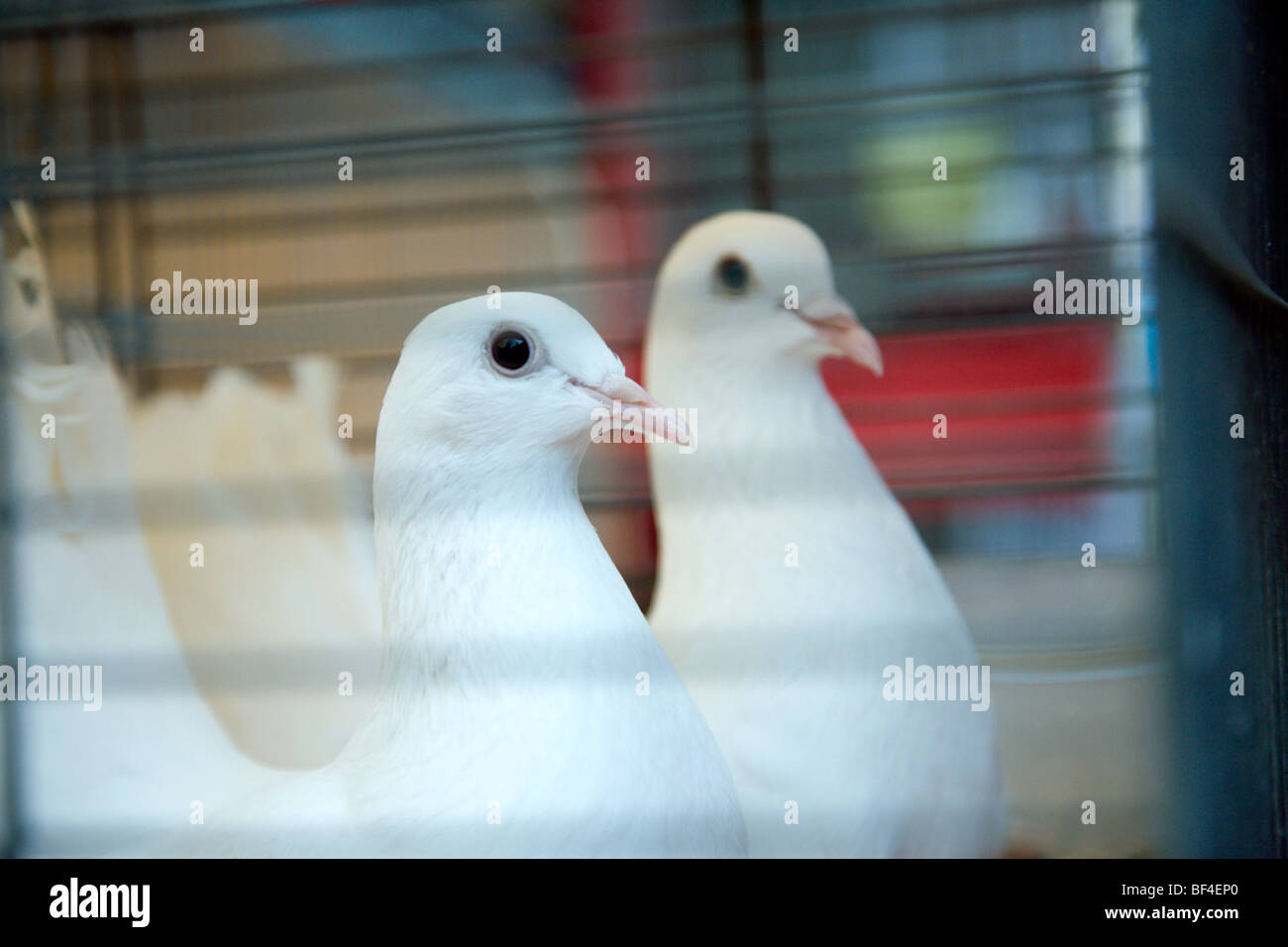 Two white birds Stock Photo - Alamy