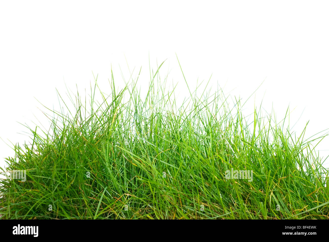 Grass isolated hi-res stock photography and images - Alamy