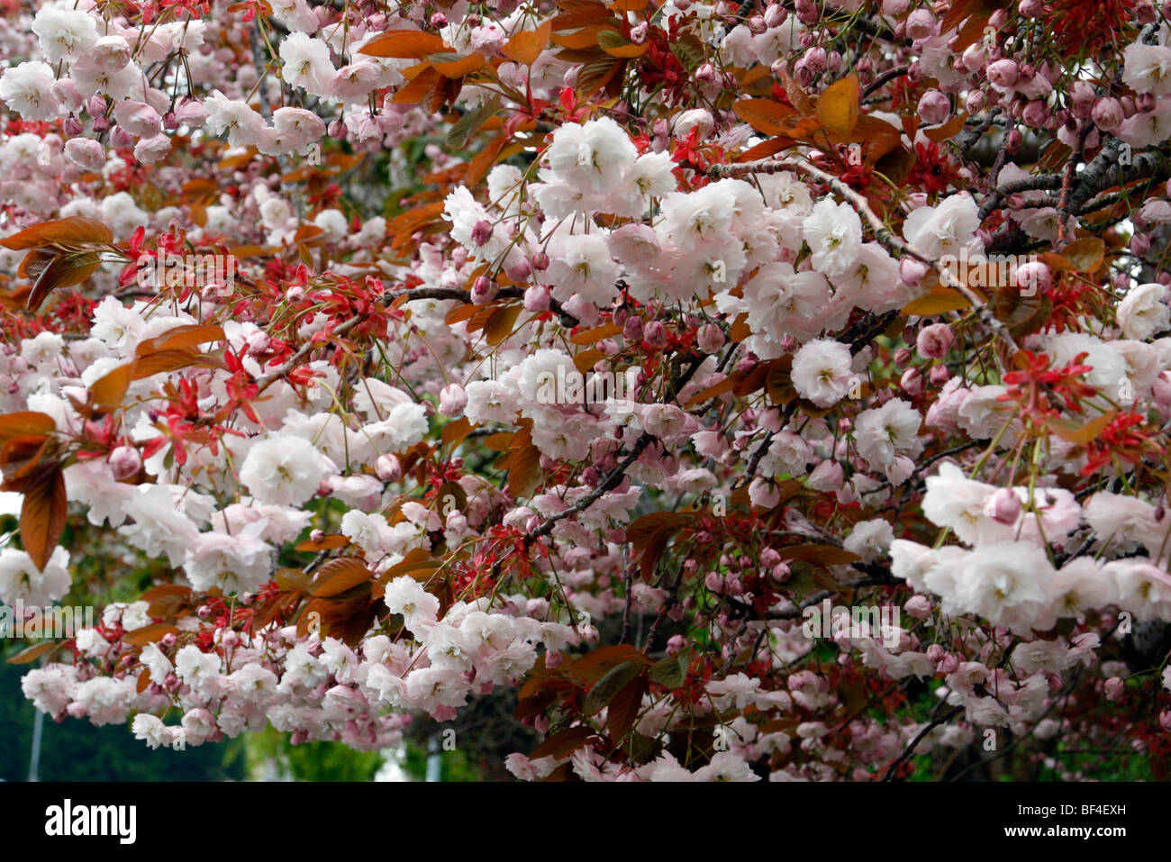 Prunus shirofugen tree hi-res stock photography and images - Alamy