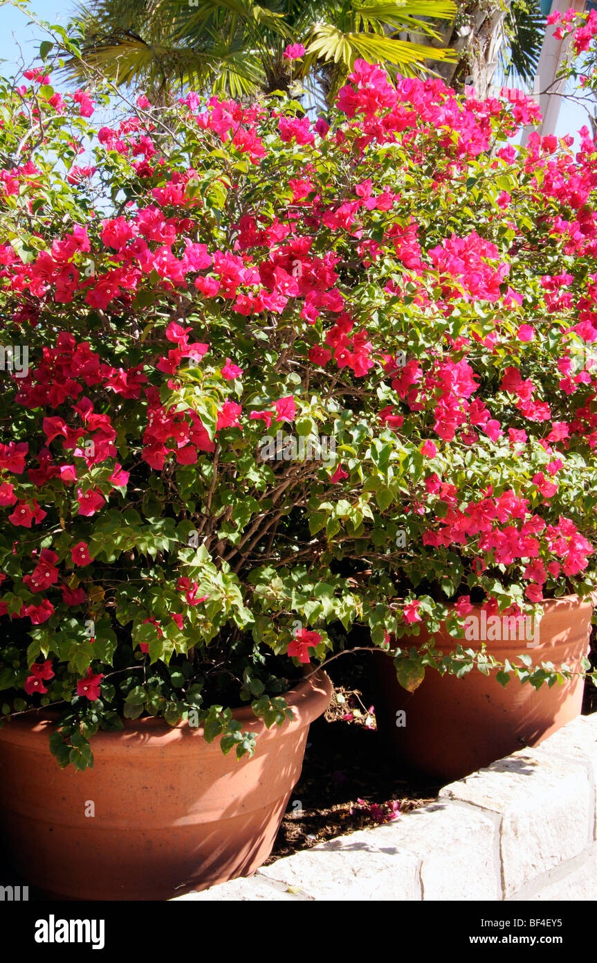 Pink flowers in pots Stock Photo - Alamy