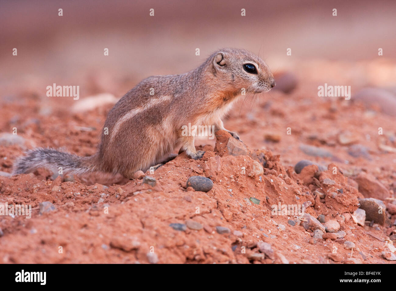 White-tailed Antelope Squirrel (Ammospermophilus leucurus), Monument ...