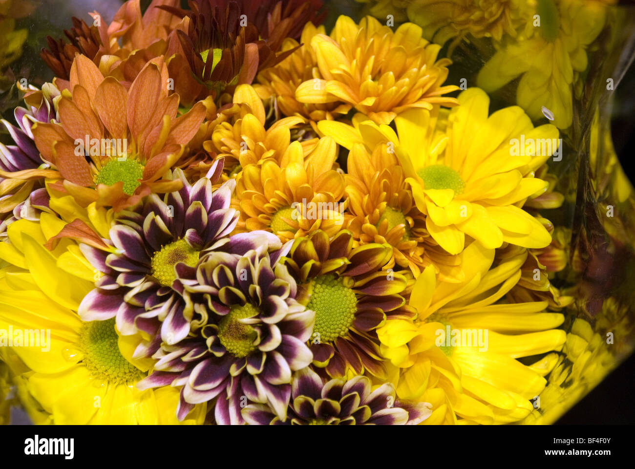 Rust and yellow flower hi-res stock photography and images - Alamy
