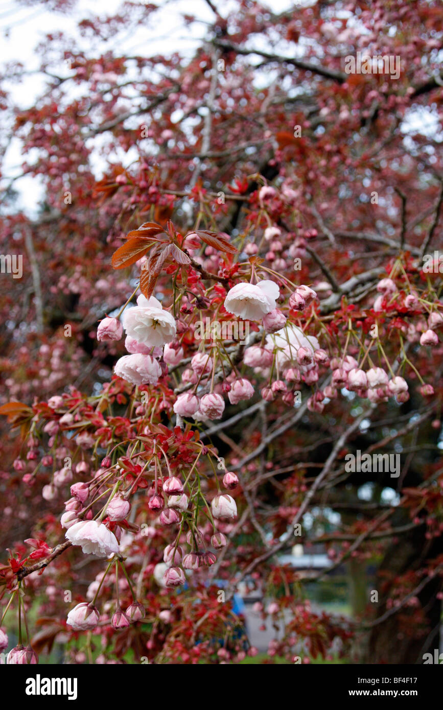 Prunus Shirofugen High Resolution Stock Photography and Images - Alamy