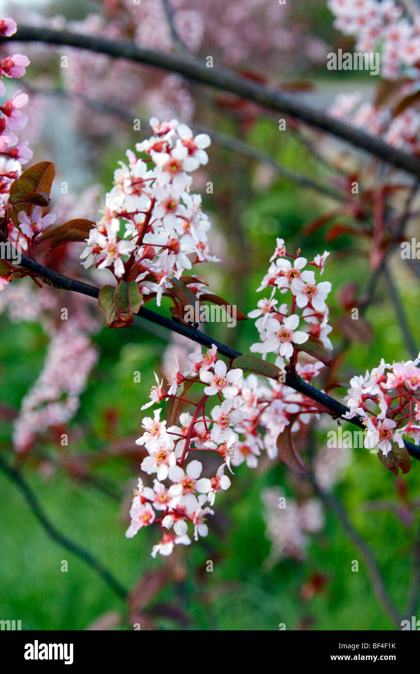 Prunus padus colorata hi-res stock photography and images - Alamy