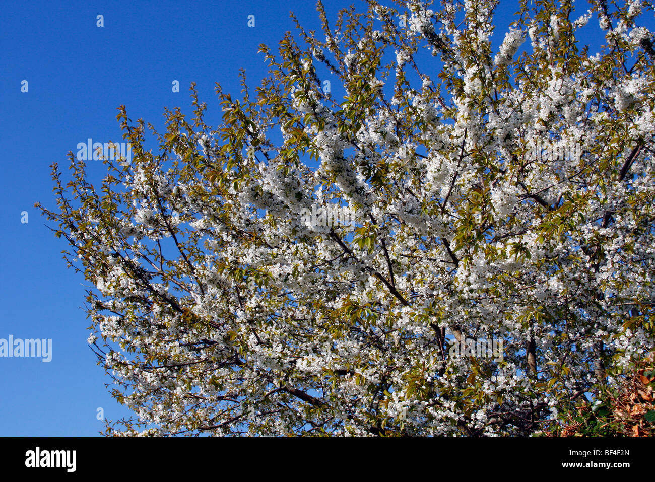 British cherry hi-res stock photography and images - Alamy