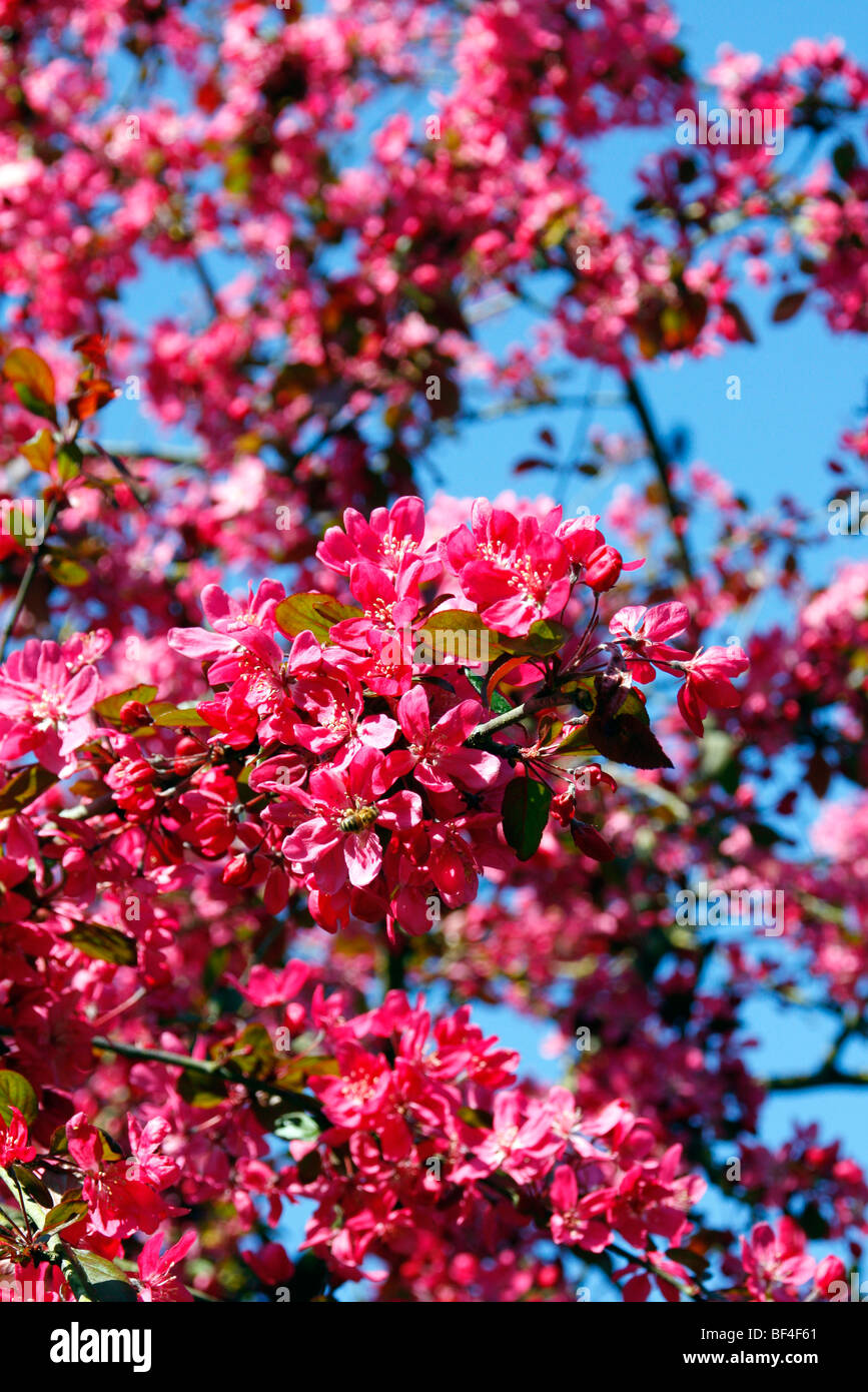 Malus Royalty High Resolution Stock Photography and Images - Alamy