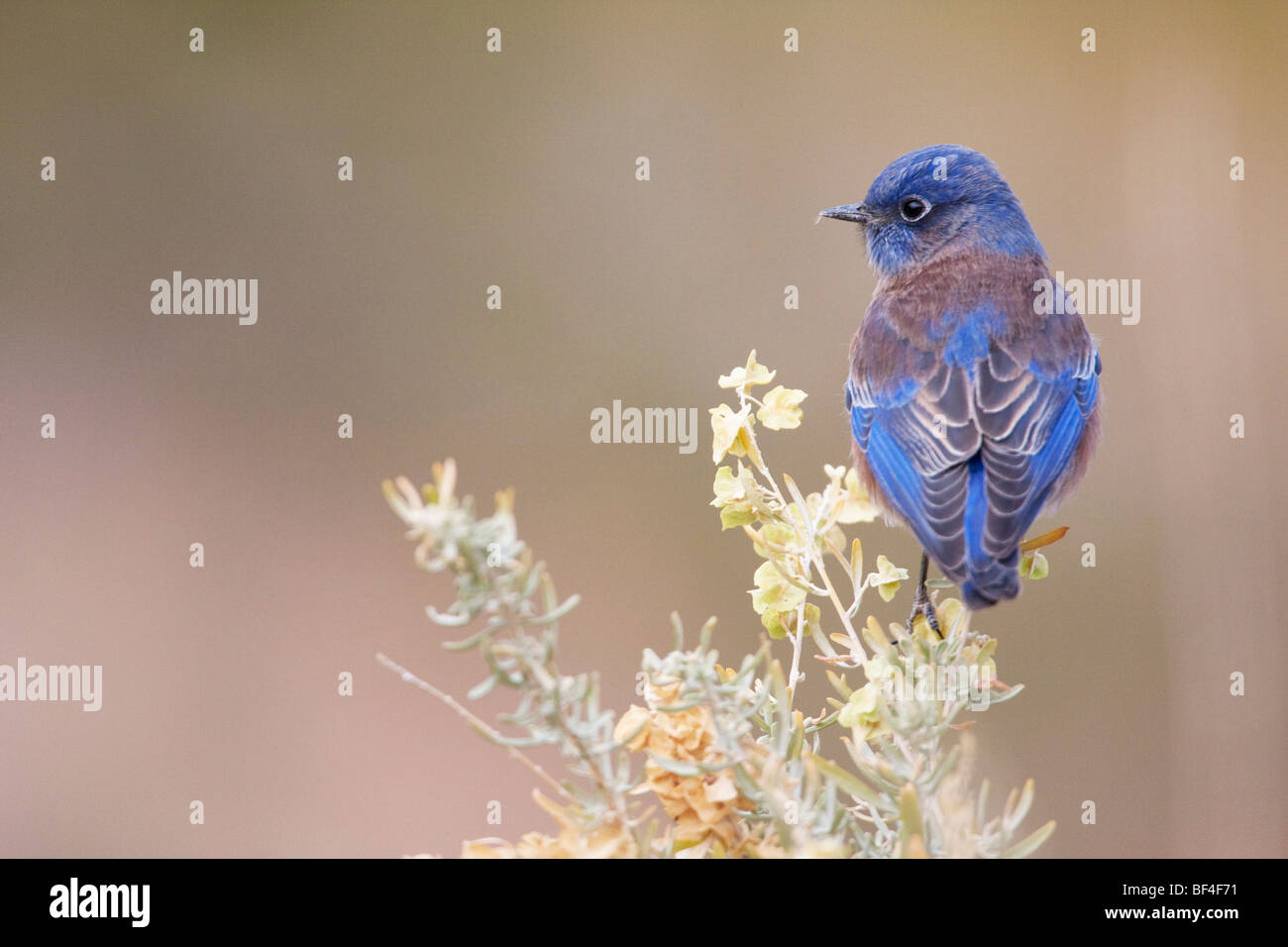 Western Bluebird (Sialia mexicana), Zion National Park, Springdale ...