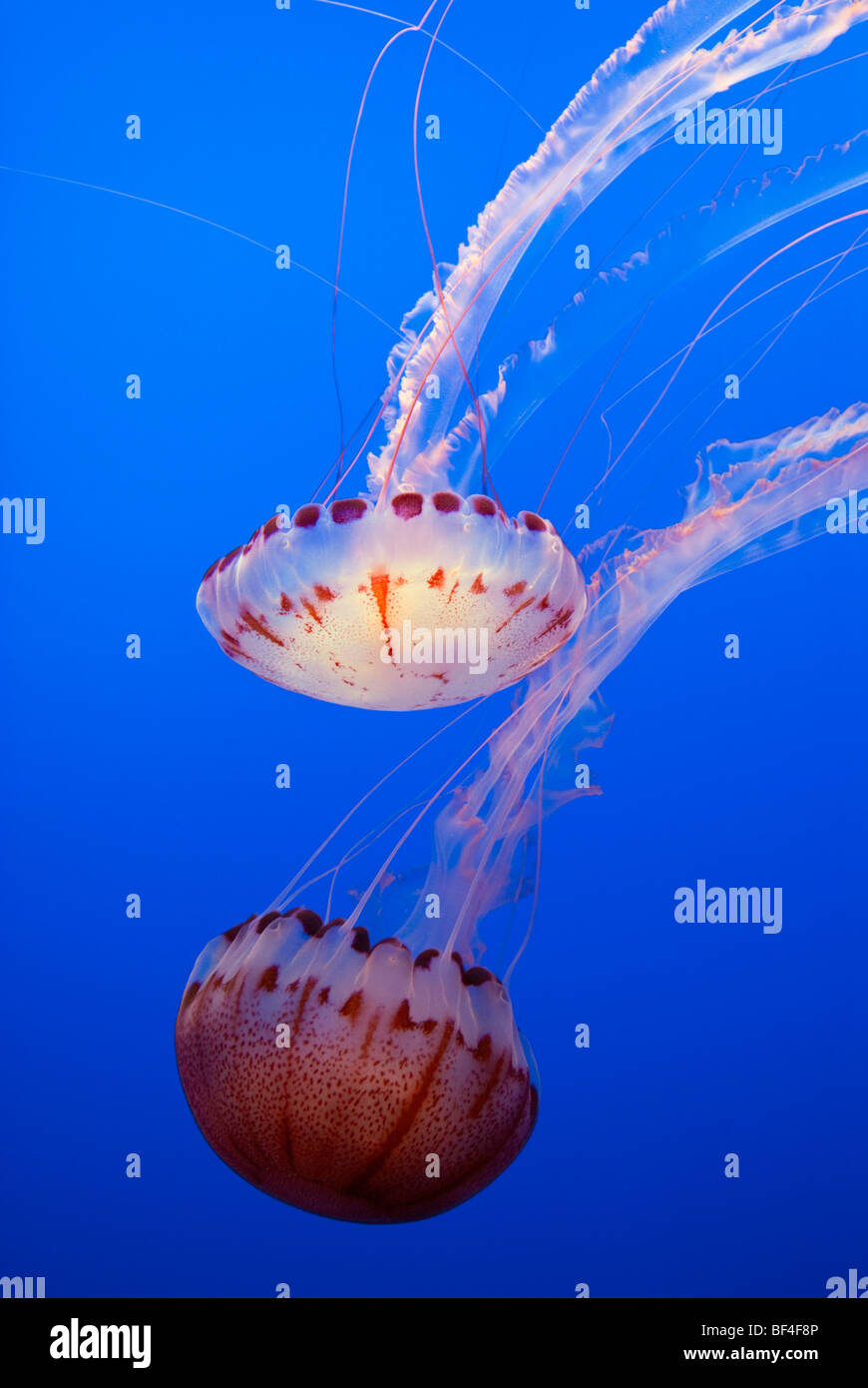 Atlantic Sea Nettle Jellyfish
