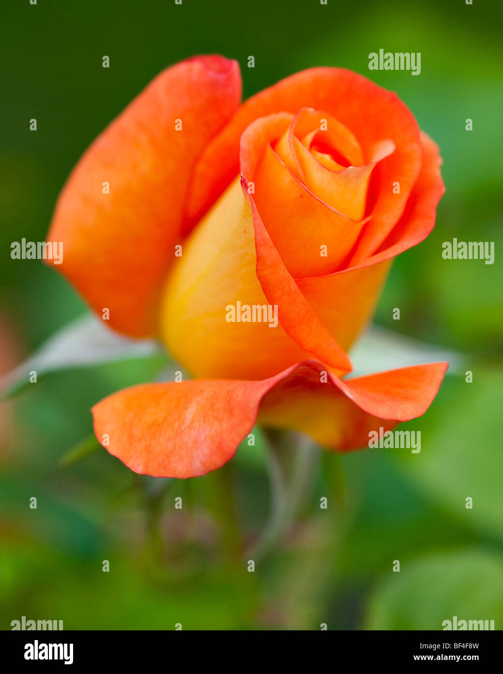 Rose dawn chorus hi-res stock photography and images - Alamy