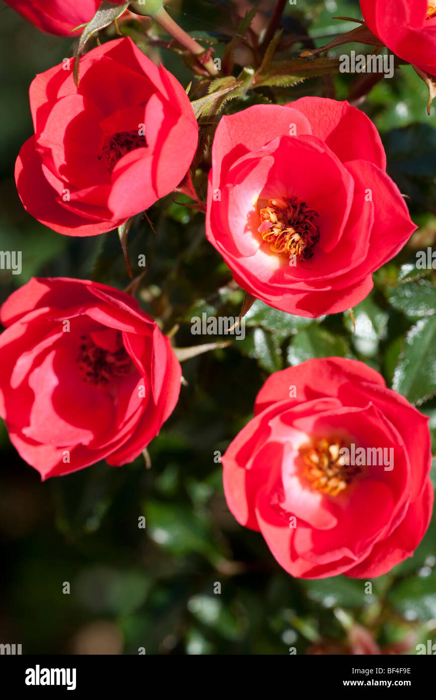 Linda bloom hi-res stock photography and images - Alamy