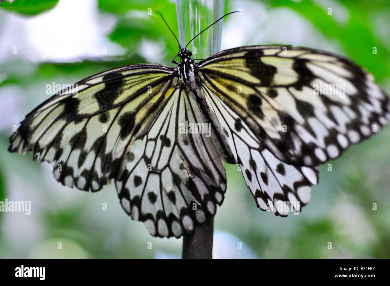 Rice paper butterfly (Idea leuconoe), aka Paper Kite Stock Photo - Alamy
