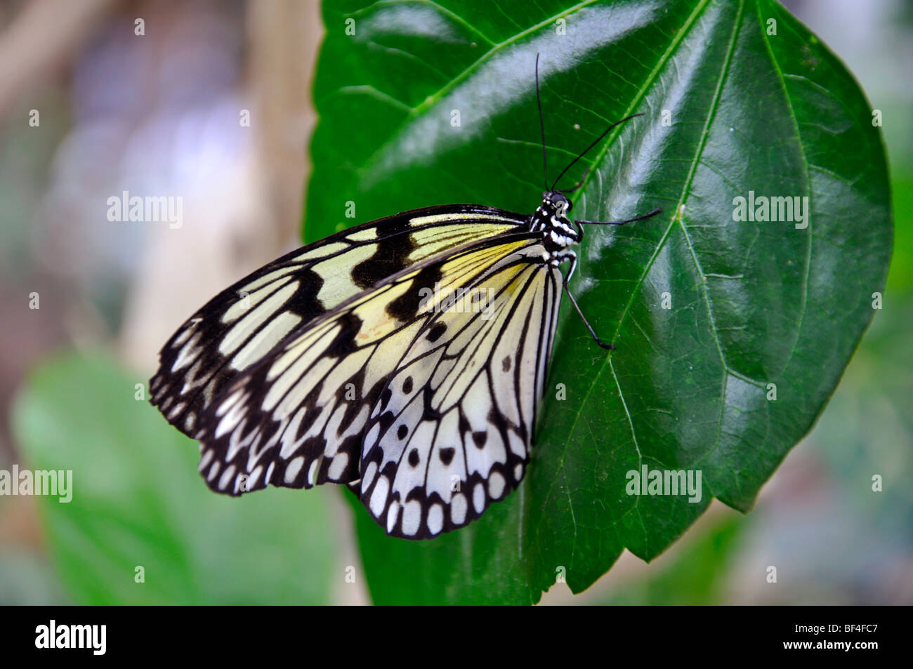 Rice paper butterfly (Idea leuconoe), aka Paper Kite Stock Photo - Alamy