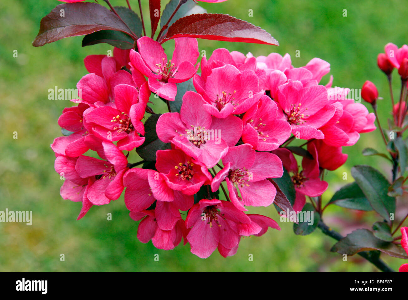 Malus Royalty High Resolution Stock Photography and Images - Alamy