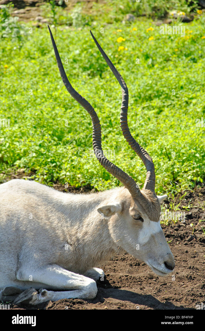 Desert Addax