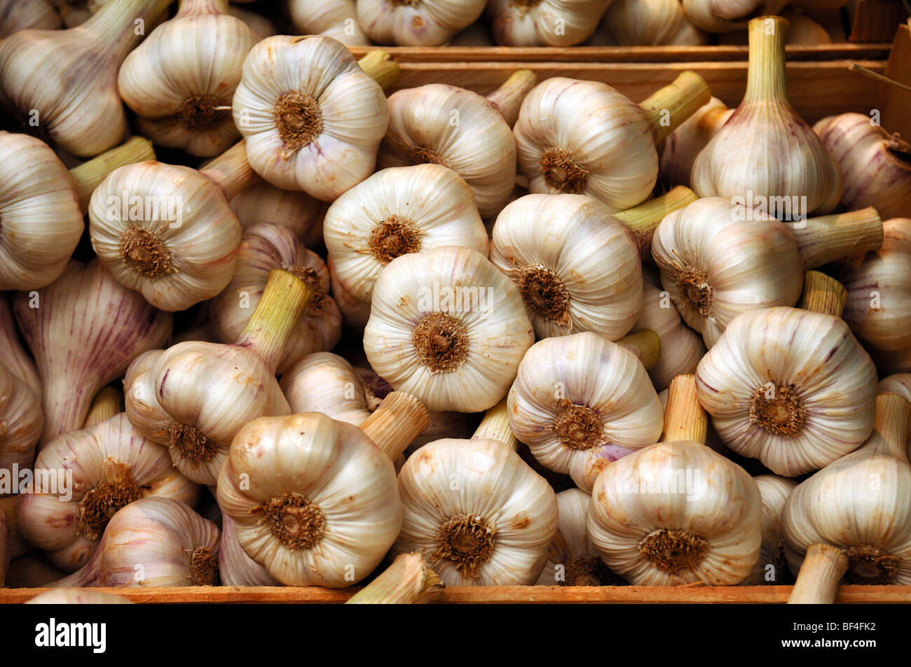 Allium sativum plant plants hi-res stock photography and images - Alamy