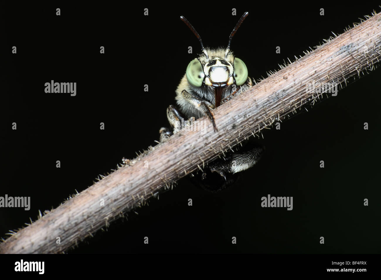 Aussie Bee On a Stick Stock Photo - Alamy