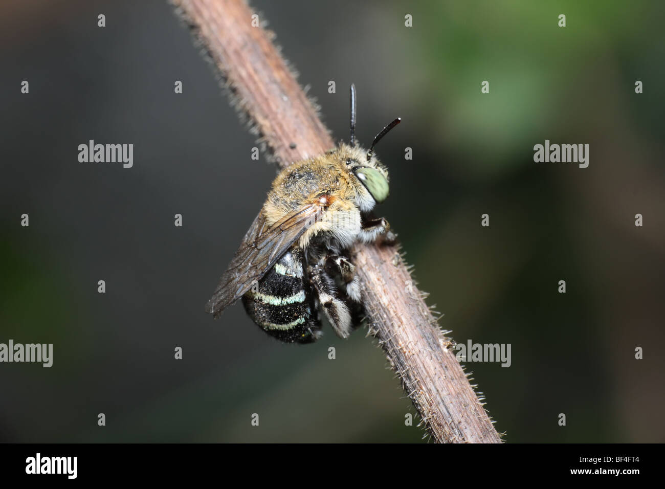 Cute Blue Banded Aussie Bee Stock Photo - Alamy