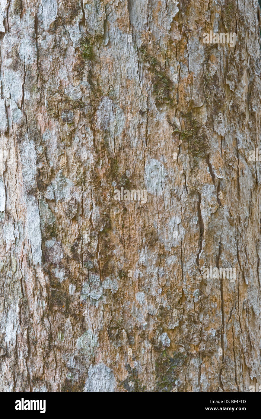 Greenheart tree hi-res stock photography and images - Alamy