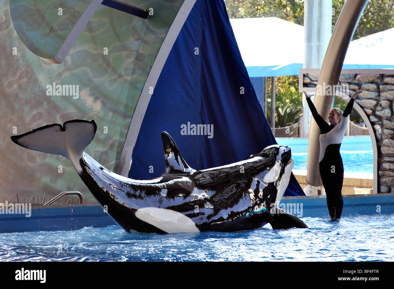Killer whale show at SeaWorld, San Antonio, Texas - the largest ...