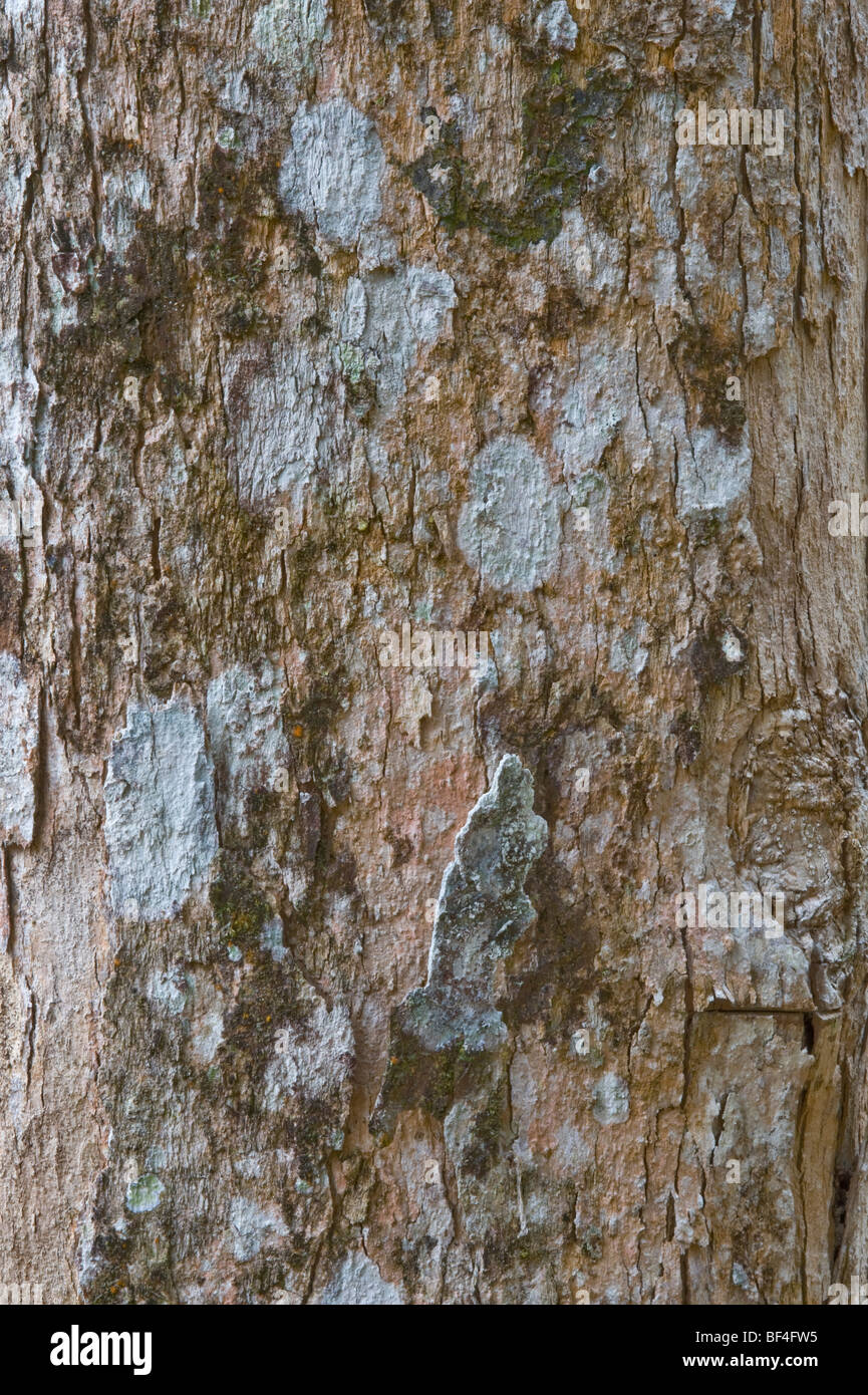 Greenheart tree hi-res stock photography and images - Alamy