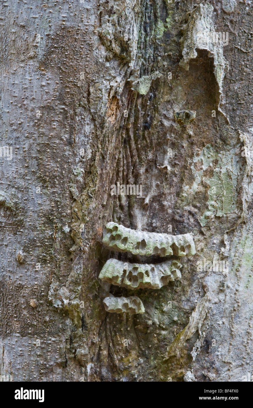 Chlorocardium rodiei hi-res stock photography and images - Alamy